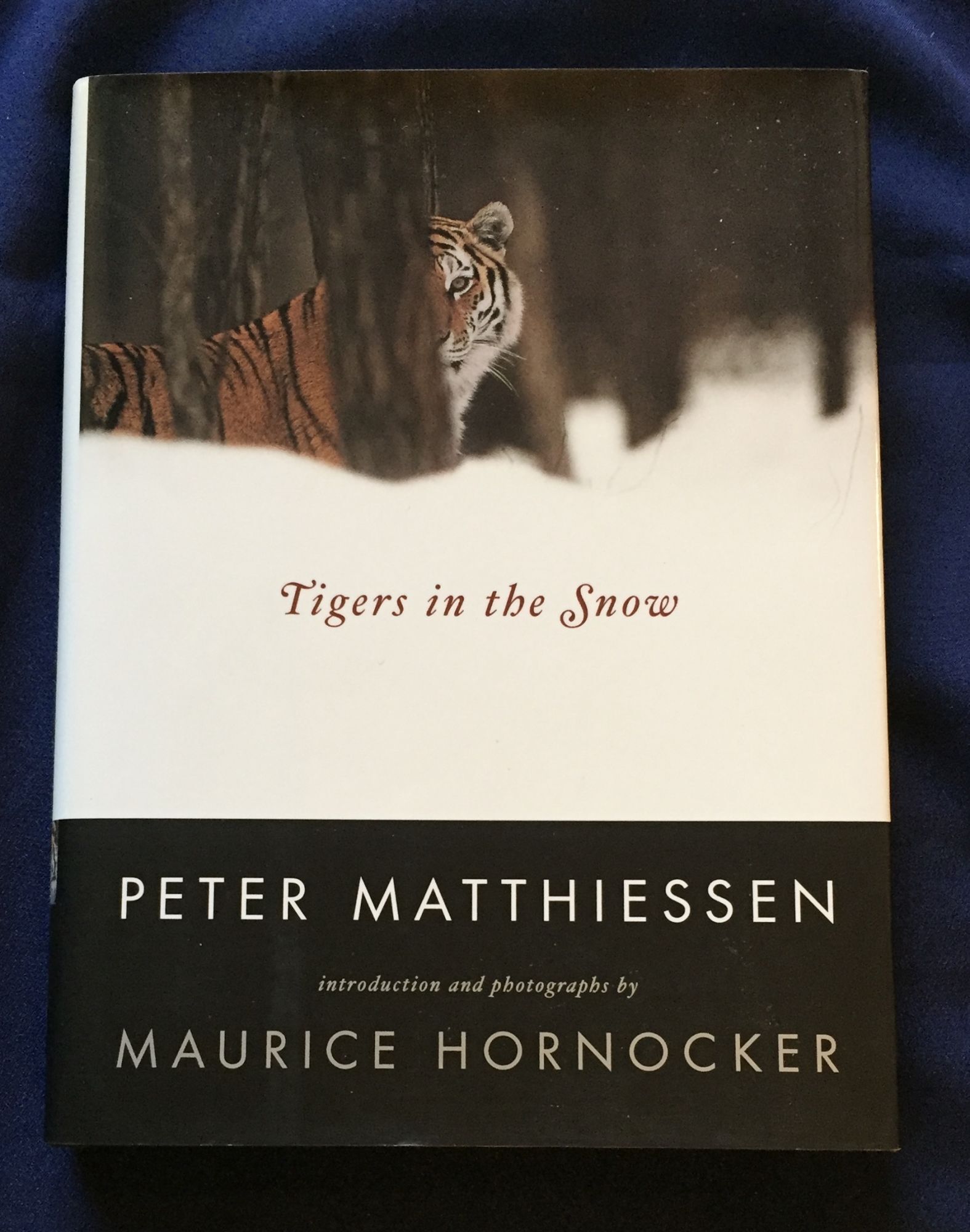 TIGERS IN THE SNOW; Peter Matthiessen / Introduction and photographs by ...